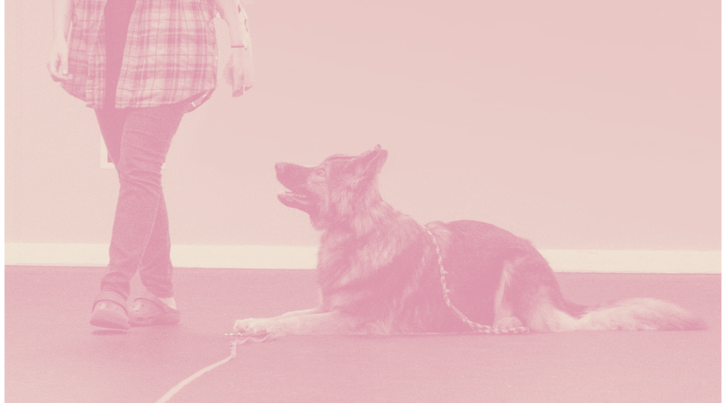 Life Skills with Your Dog Group Class - K9 Connection